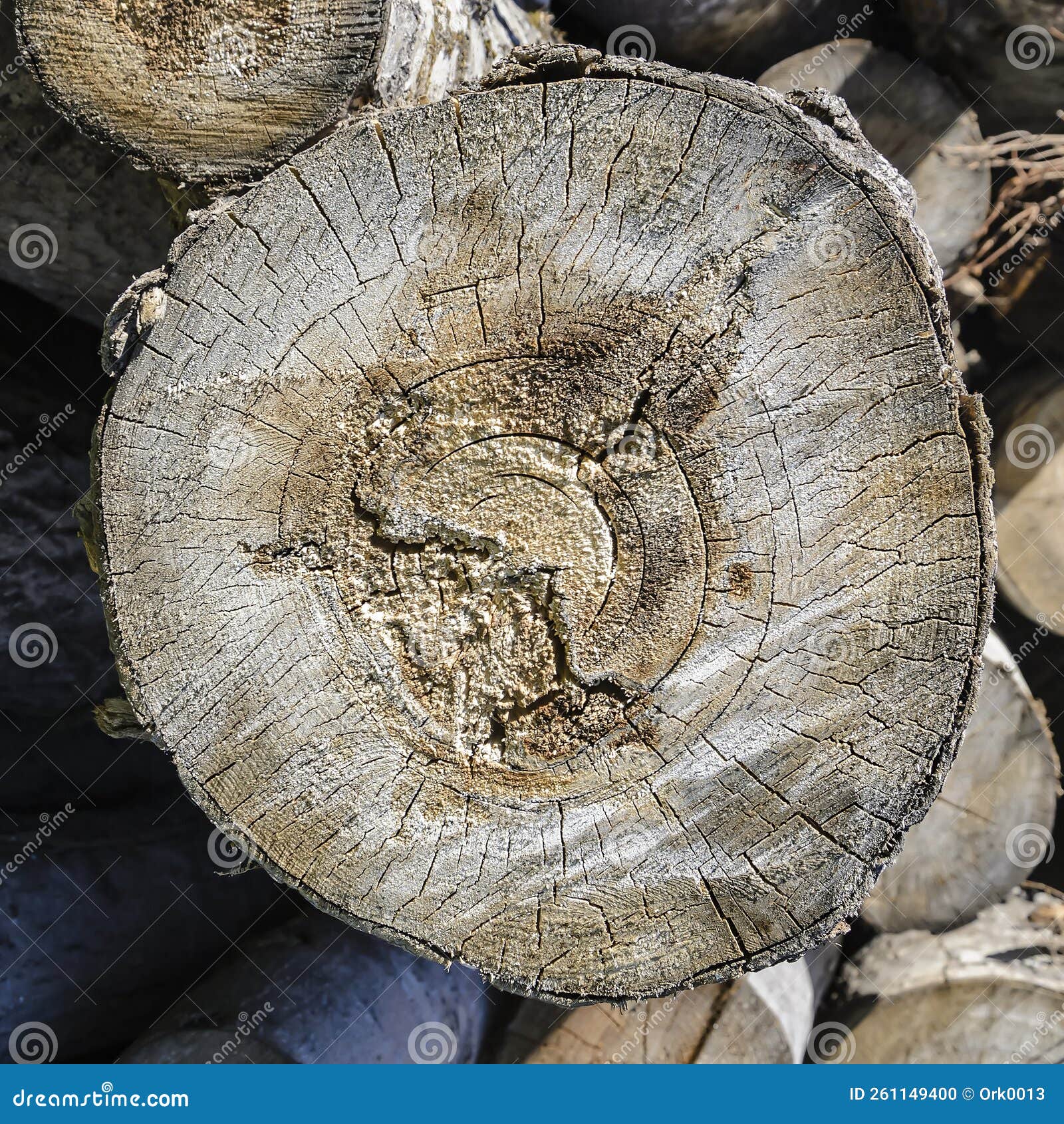 Round Section of a Tree Trunk Stock Photo - Image of ring, large: 261149400