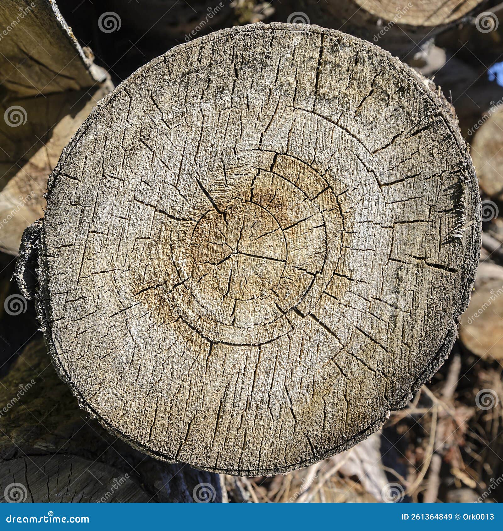 Round Section of a Tree Trunk Stock Image - Image of circular, abstract ...