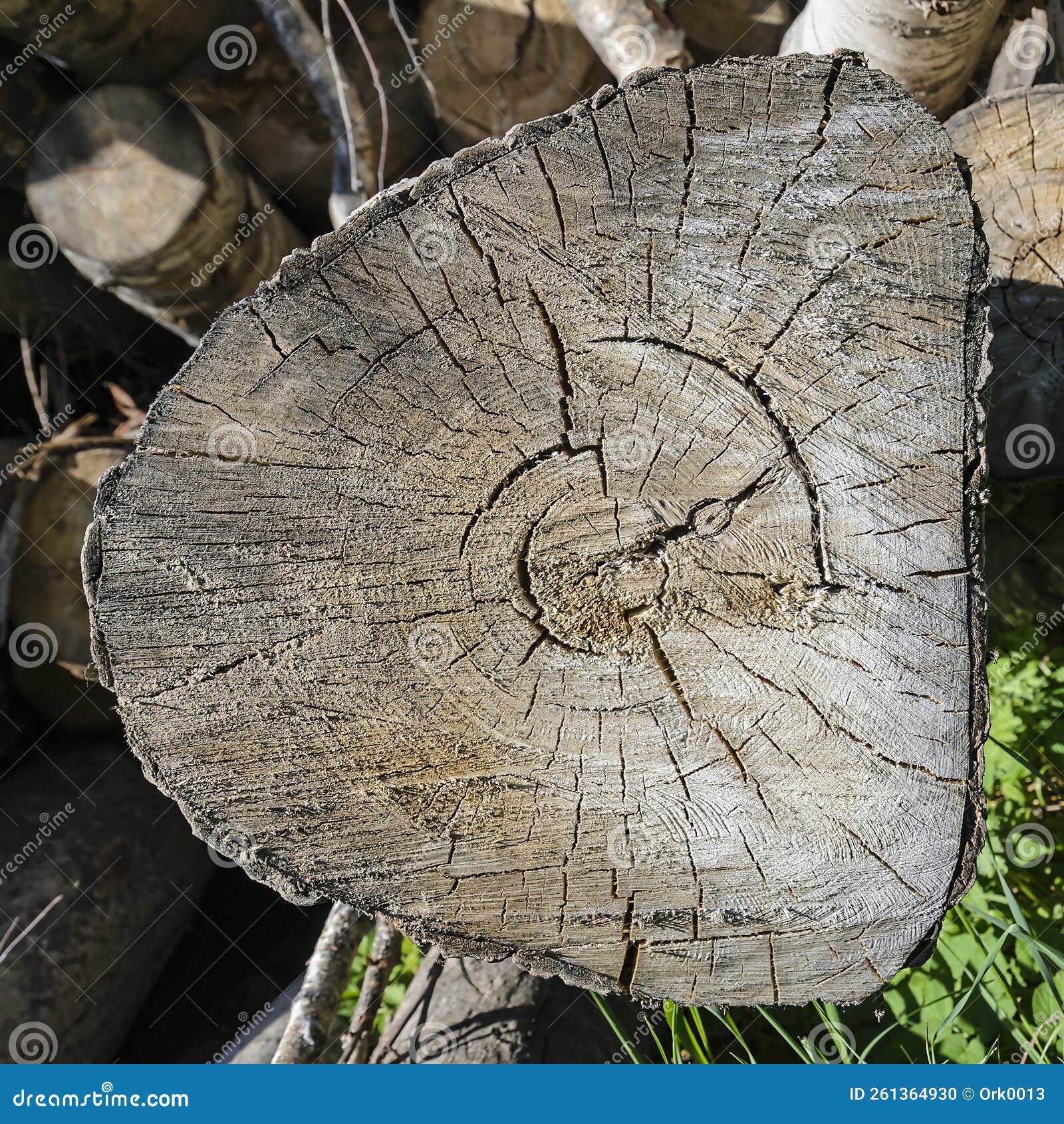 Round Section of a Tree Trunk Stock Photo - Image of history, process ...