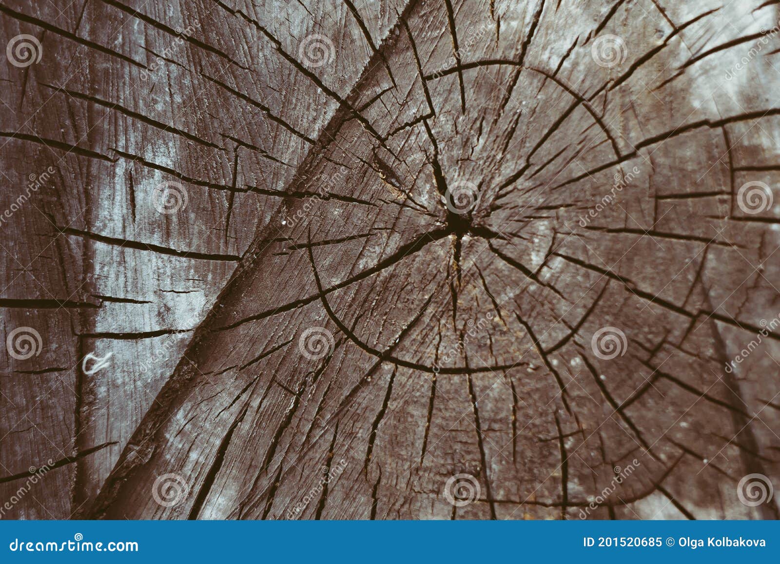 Round Section of Wood with Cracks Stock Image - Image of forest ...