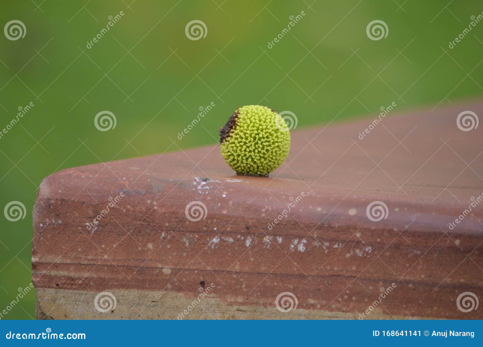 Round seed weird nature stock image. Image of yellow - 168641141