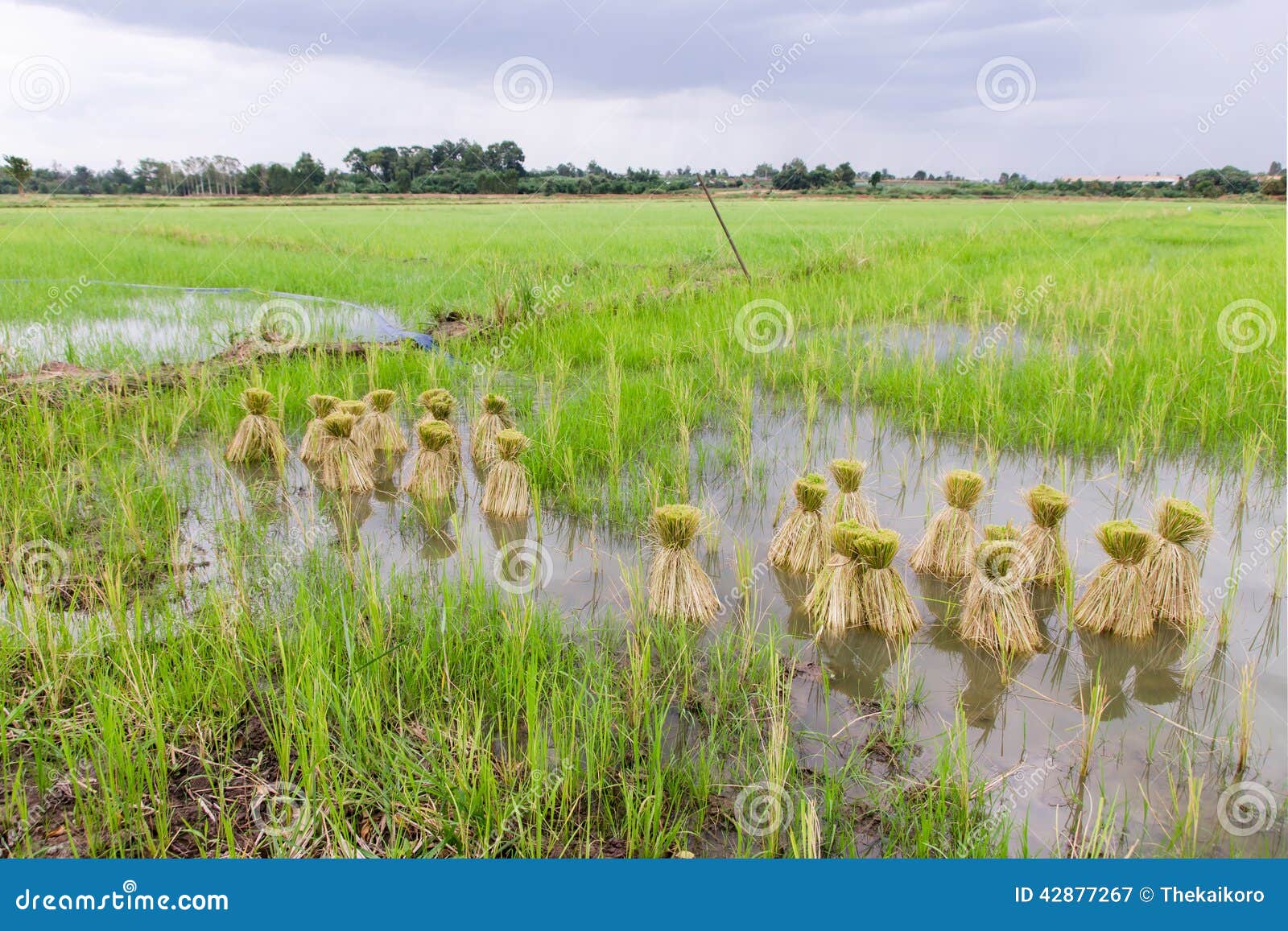 Round of Seedings Rice in Farm Stock Image - Image of organic ...