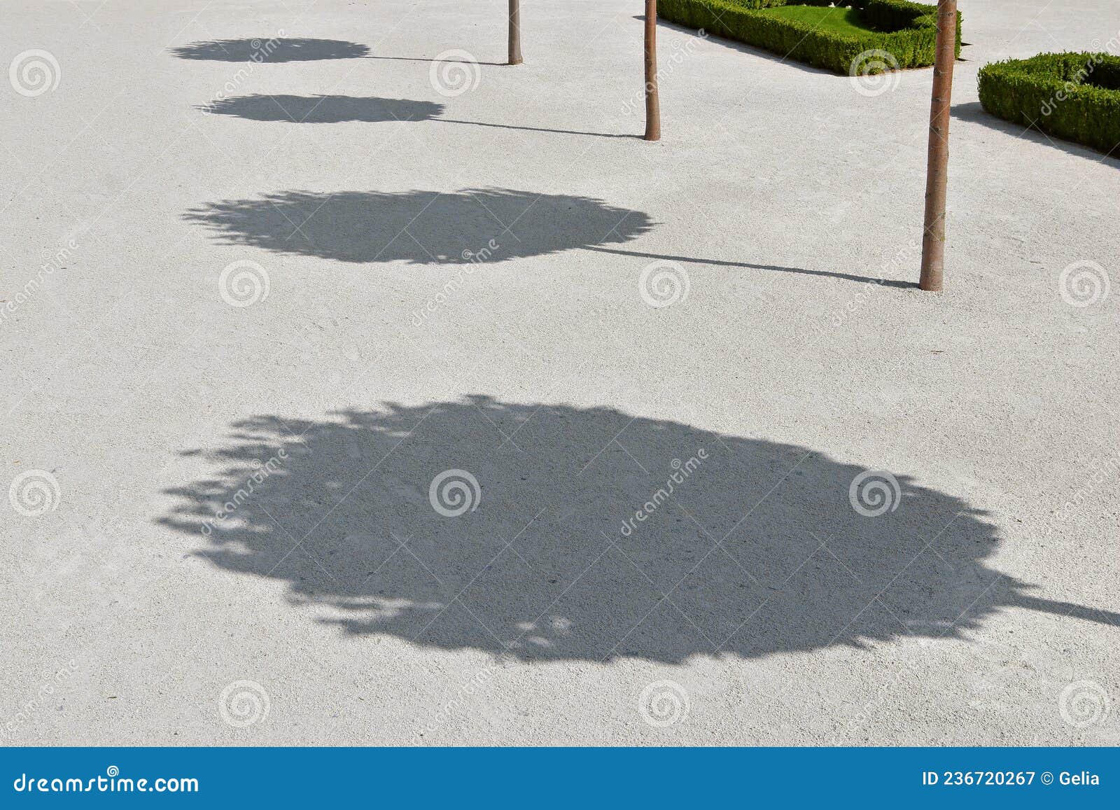 Round Shadow from Trees in the Park Stock Image - Image of foliage ...