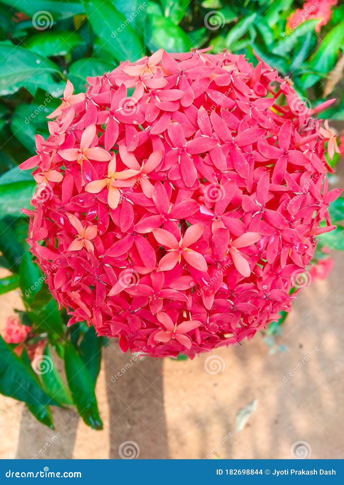 Round Shape Flower Design in a Garden. Stock Photo - Image of shape ...