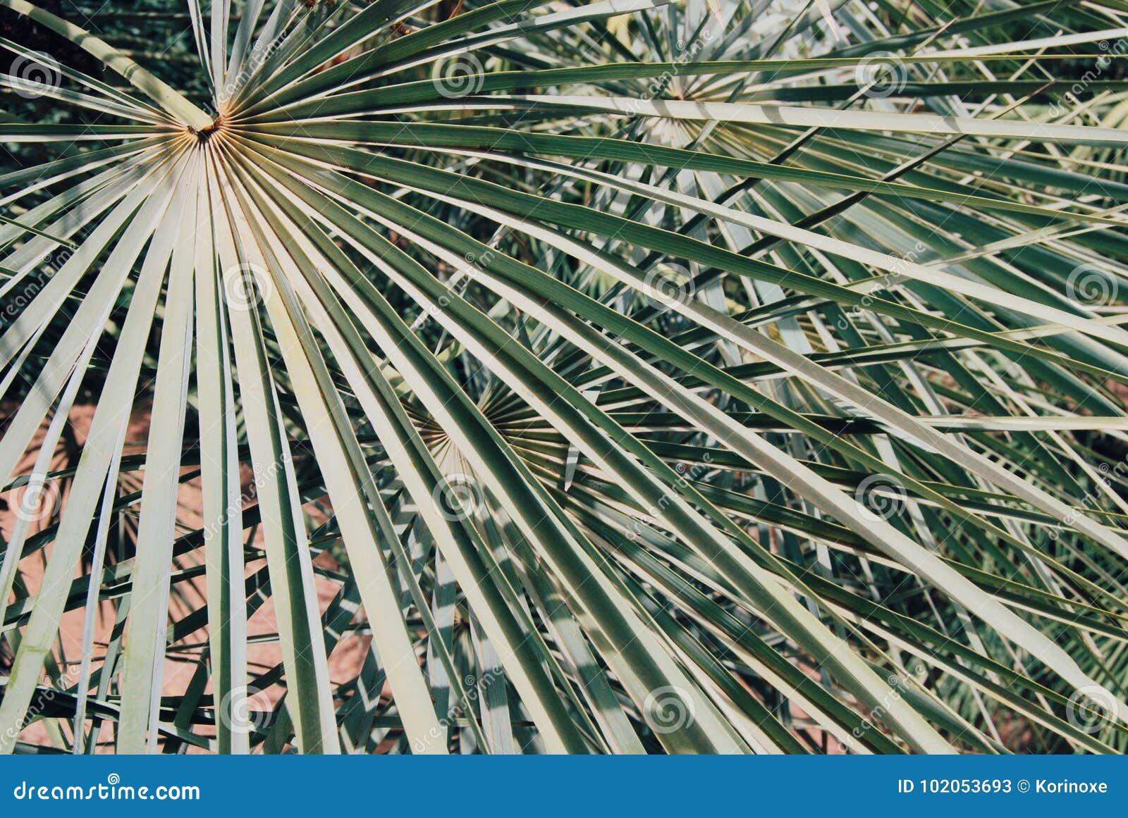 Round Shape Leaf Background Stock Image - Image of decorative ...