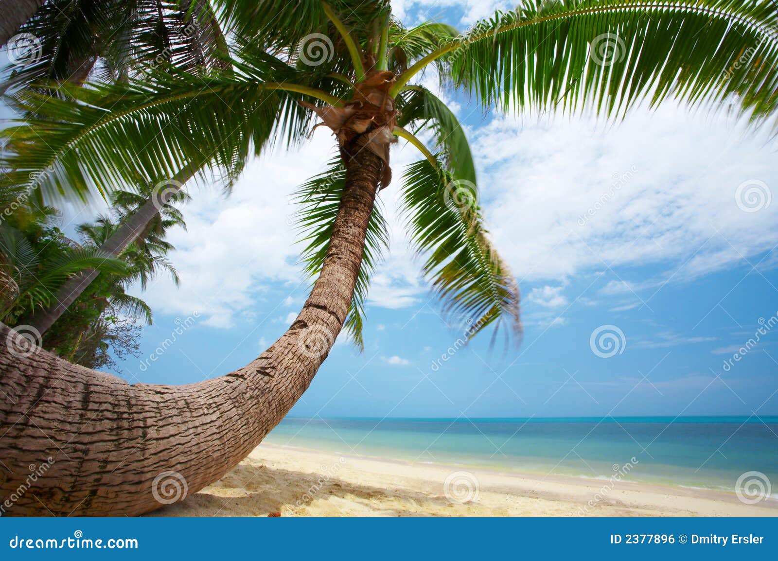 Round shape palm stock photo. Image of travel, idling - 2377896