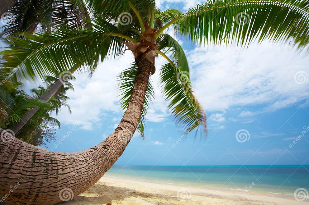 Round shape palm stock photo. Image of travel, idling - 2377896