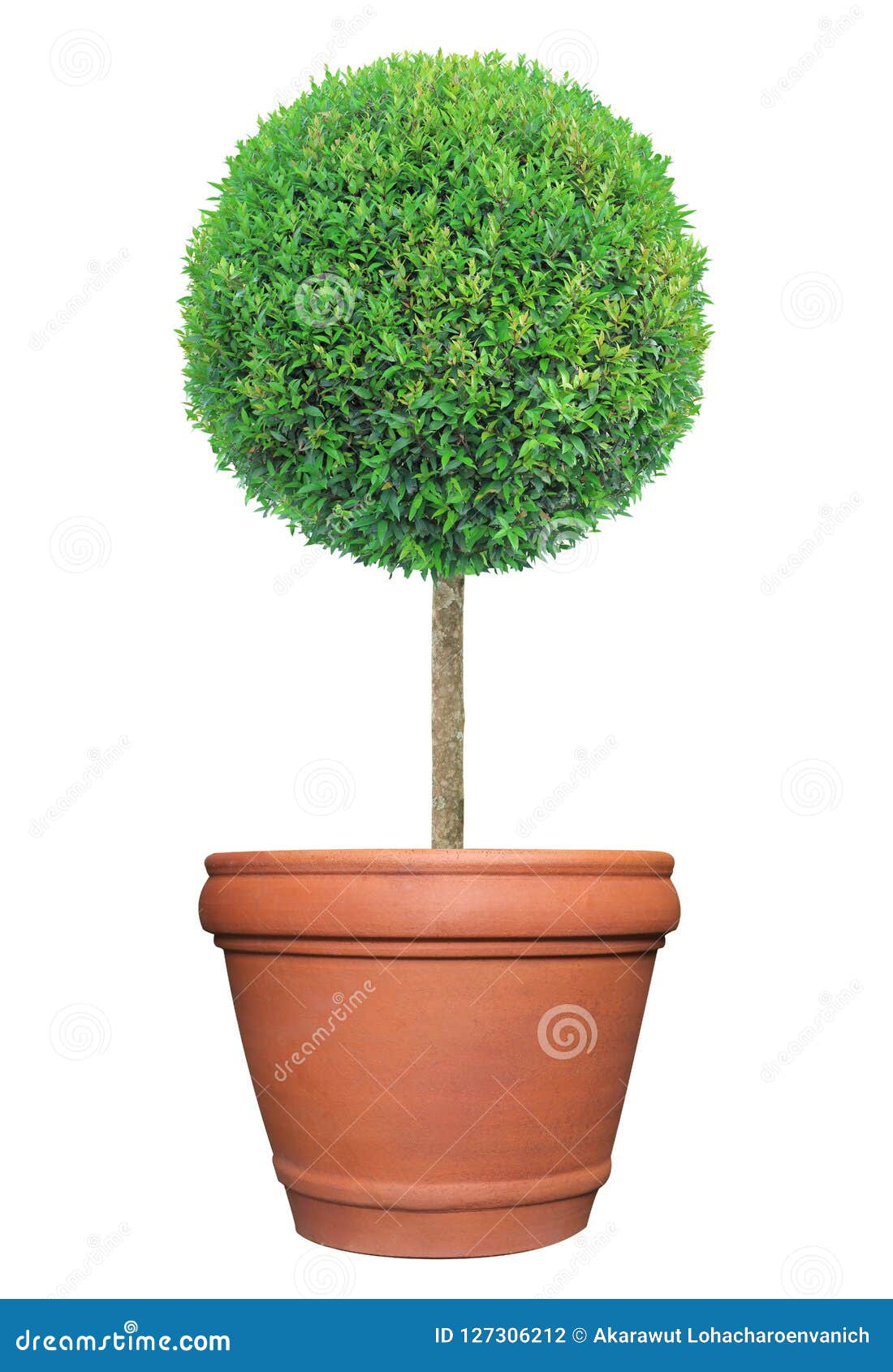 971 Topiary Tree Pot Stock Photos - Free & Royalty-Free Stock Photos ...