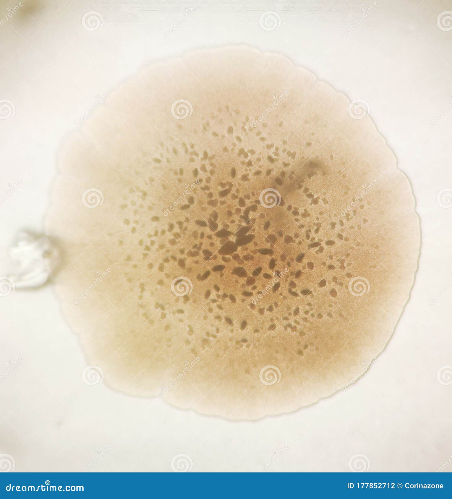 A Round Shaped Bacterial Colony Under the Optical Microscope Stock ...