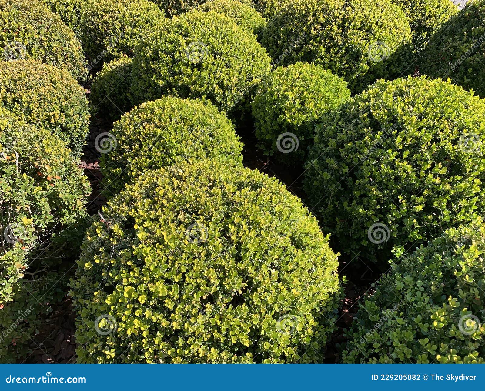 Round Shaped Bushes in a Public Park. Stock Photo - Image of food ...