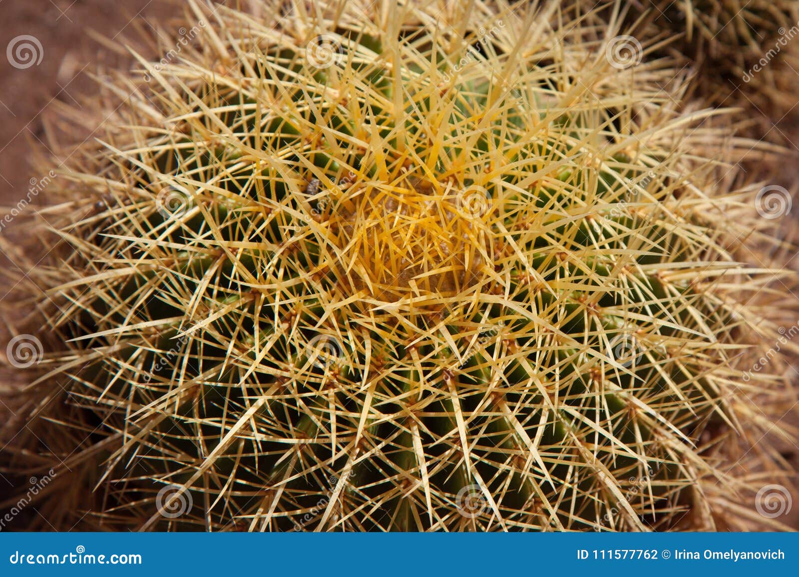 Spiny Cactus View from Above Stock Photo - Image of symmetrical, cactus ...