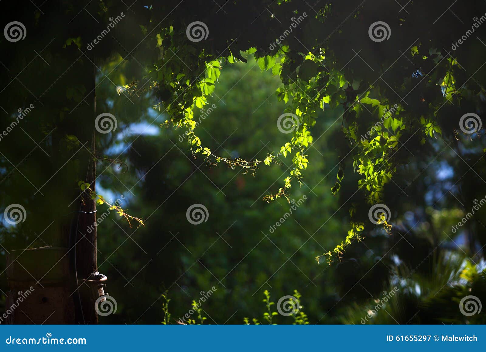 Round shaped ivy branches stock image. Image of pattern - 61655297