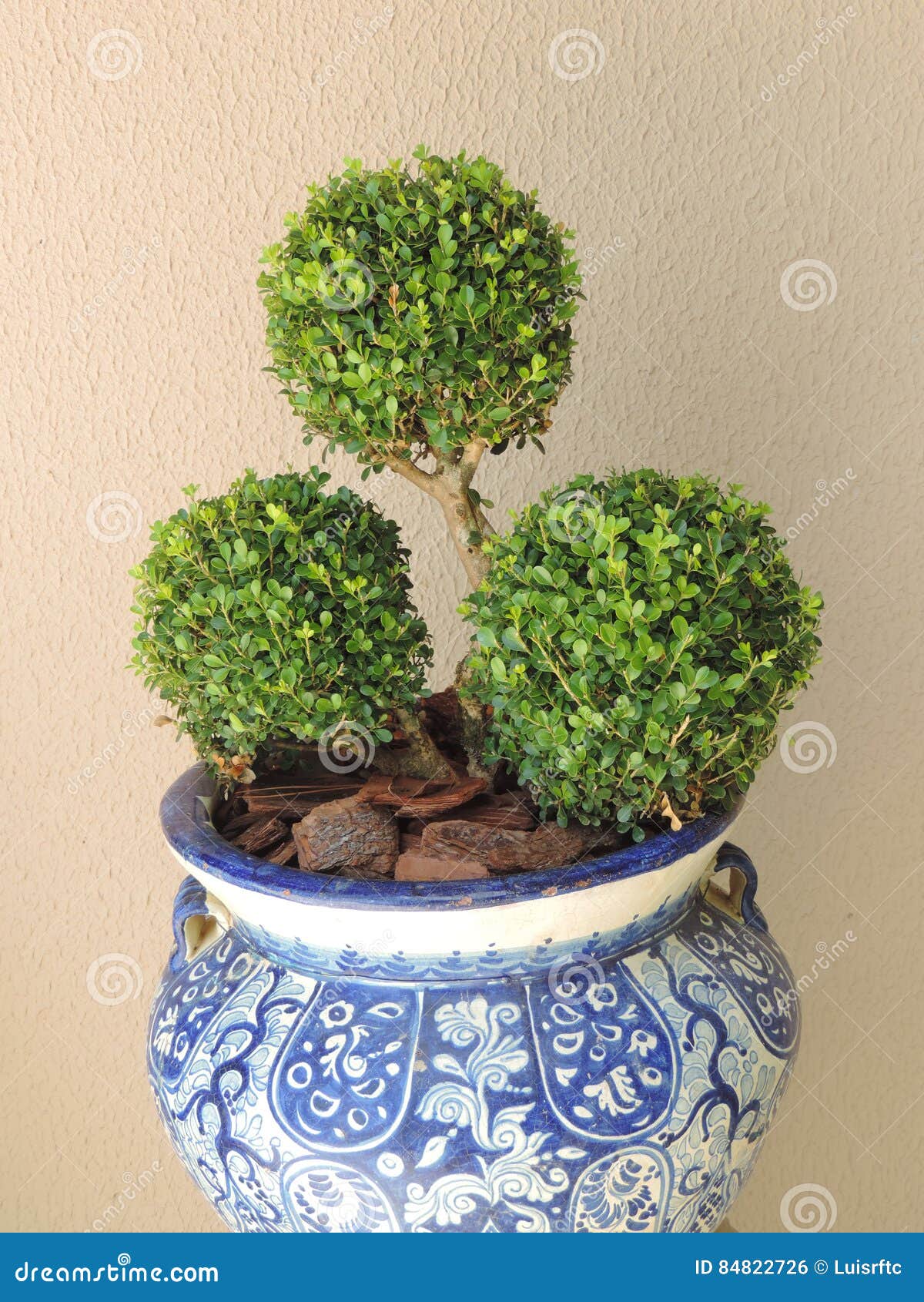 Round-shaped plants stock photo. Image of decor, pruned - 84822726