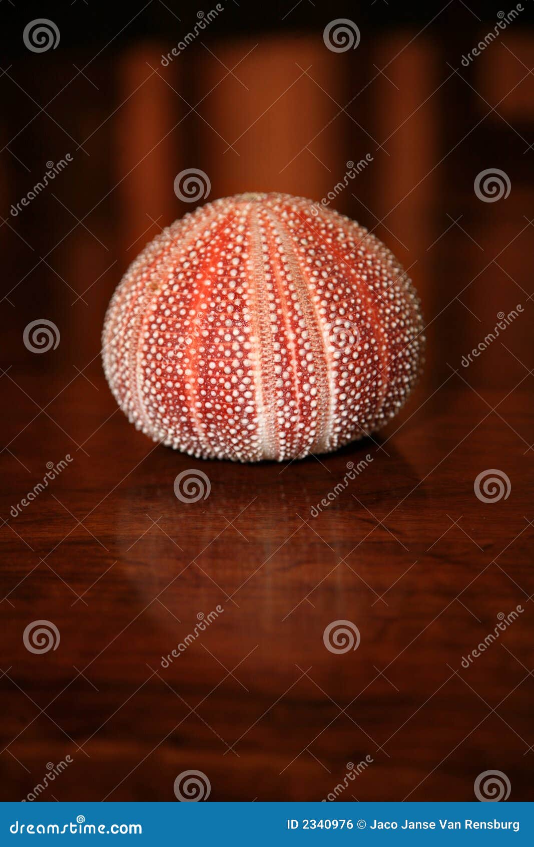 Round shaped sea shell stock photo. Image of pink, shell - 2340976