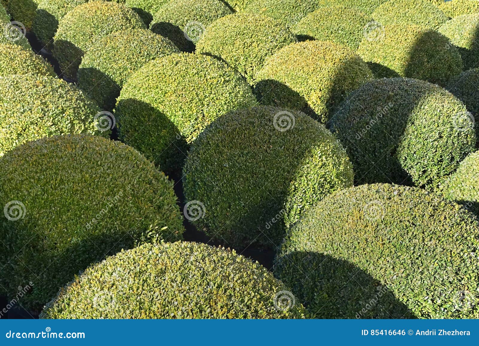 Round Shaped Shrubs and Bushes Stock Photo - Image of flowers, shaped ...