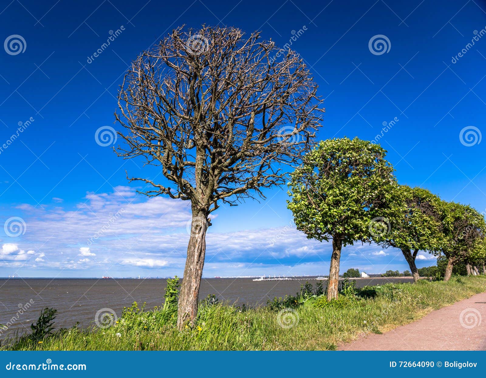 Round Shaped Trees on the Baltic Coast Stock Photo - Image of plant ...