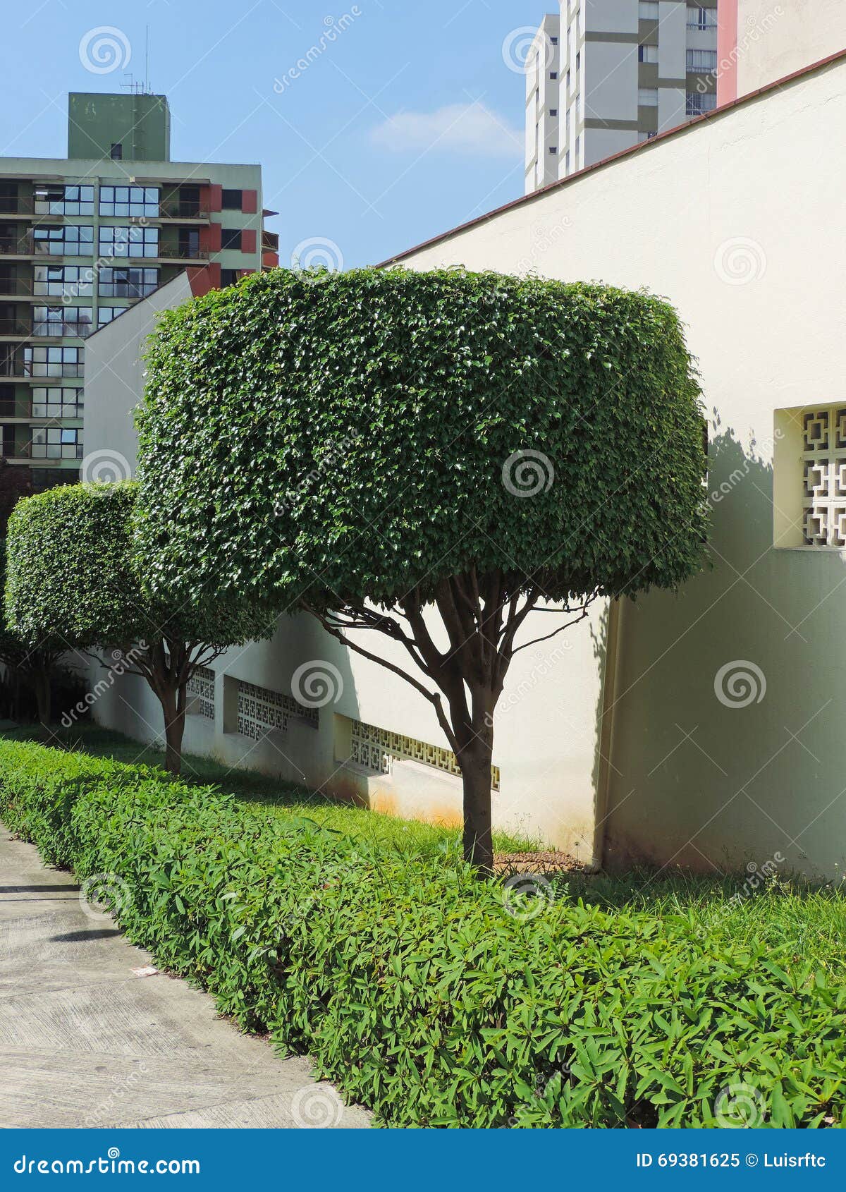 Round shaped trees stock image. Image of sculpted, trees - 69381625