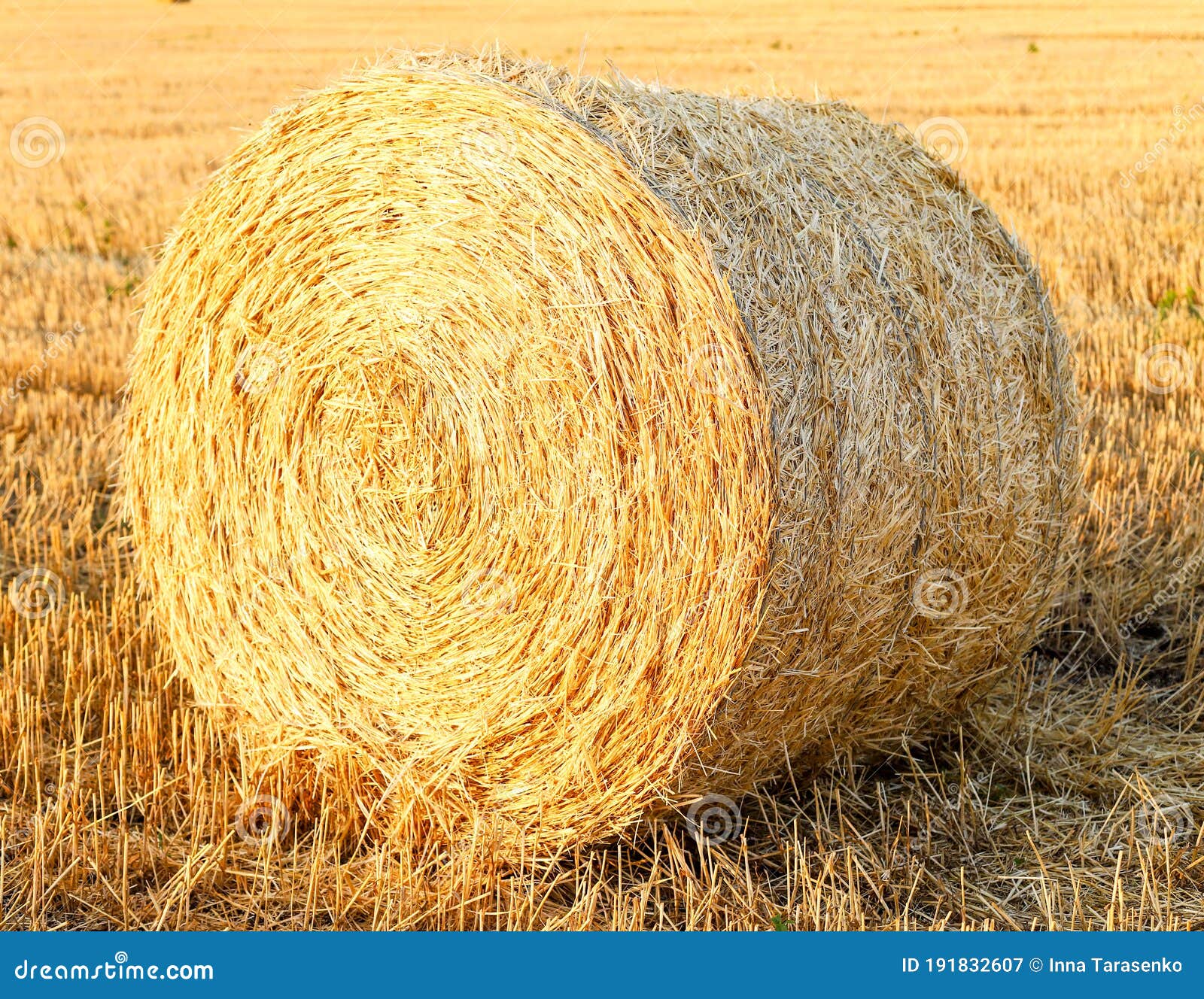 Round Sheaf of Hay on the Background of the Field Stock Image - Image ...