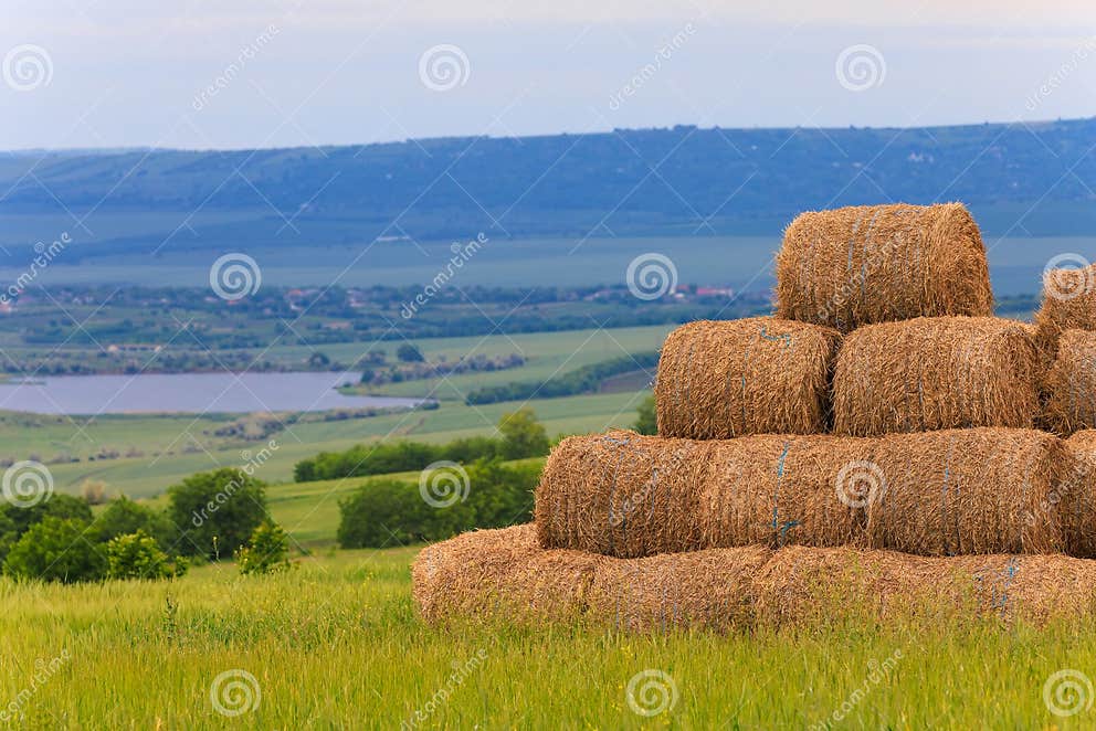 Round Sheaves of Hay in Rolls. Background with Copy Space Stock Photo ...