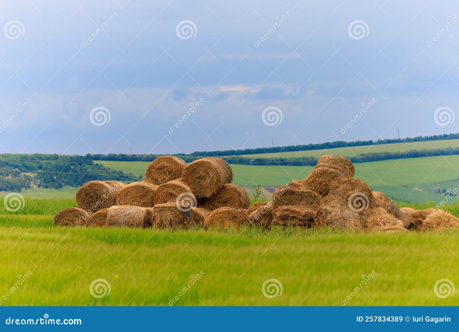 Round Sheaves of Hay in Rolls. Background with Copy Space Stock Image ...