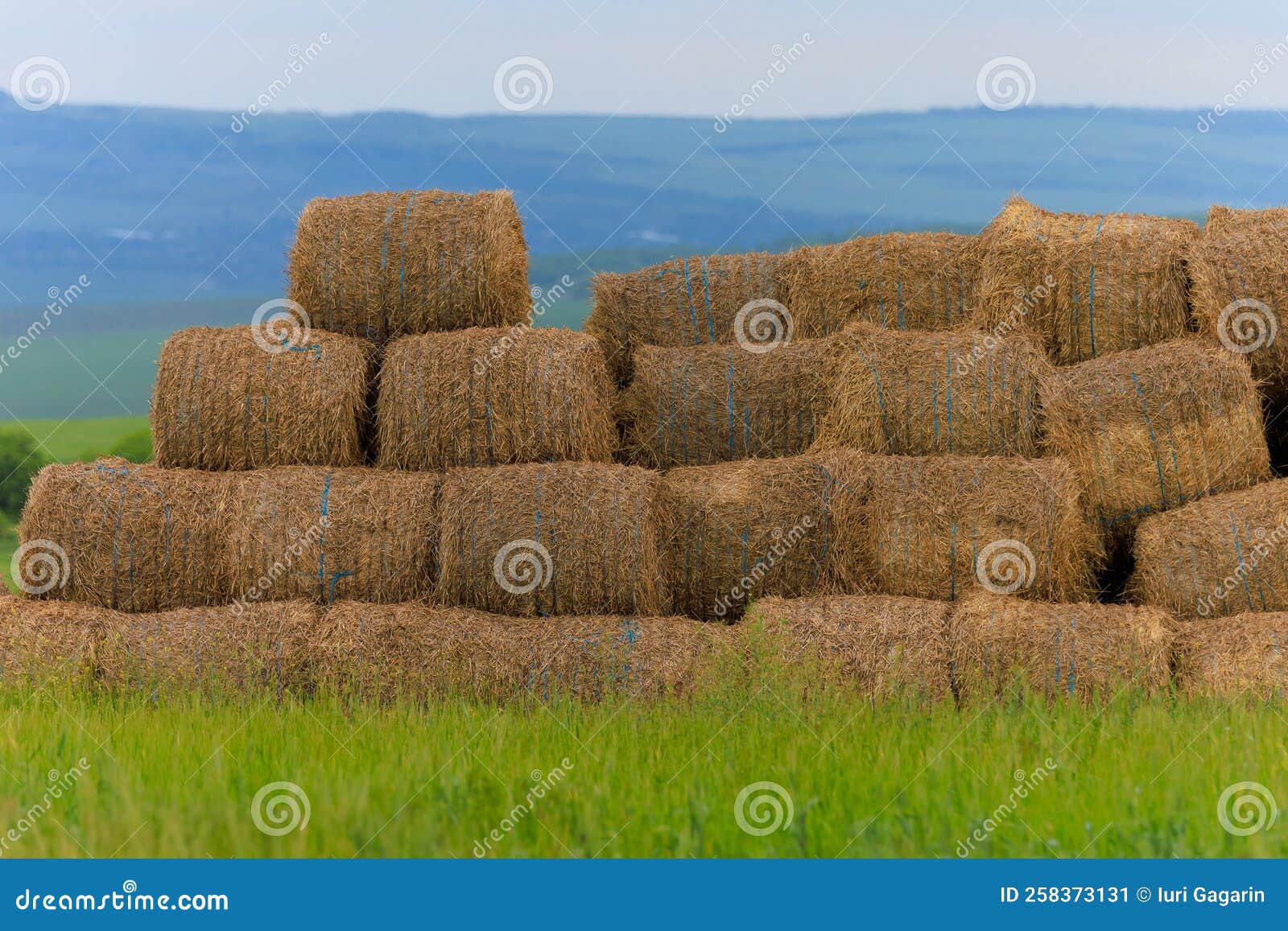 Round Sheaves of Hay in Rolls. Background with Copy Space Stock Image ...