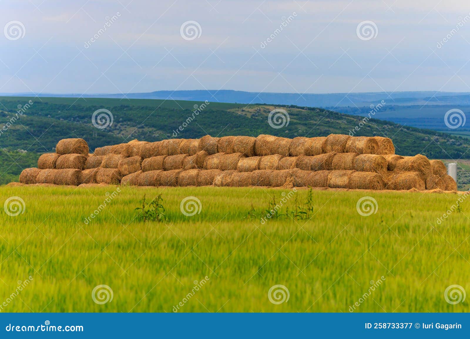 Round Sheaves of Hay in Rolls. Background with Copy Space Stock Image ...