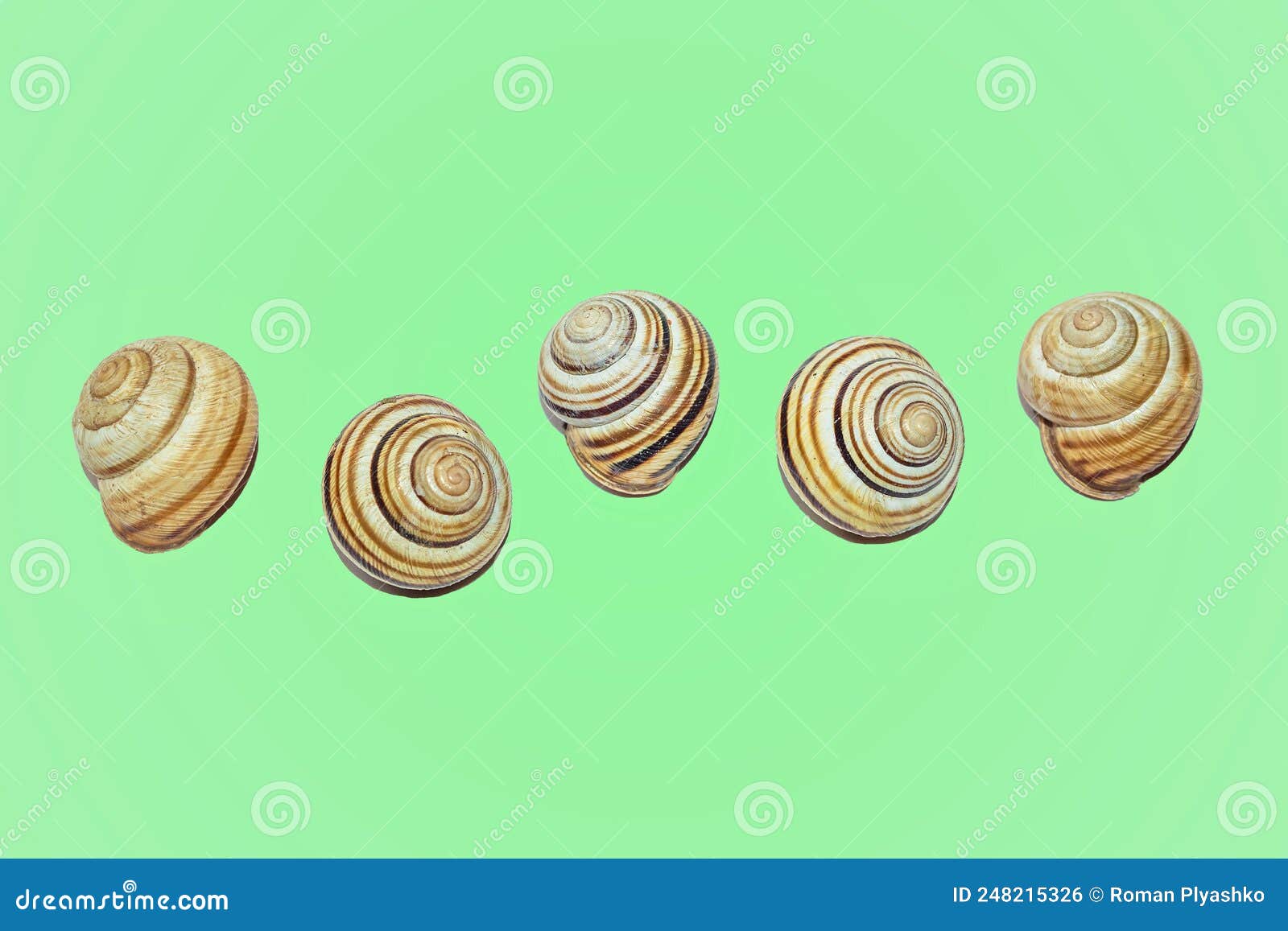 Round Shells on a Uniform Background. Snails for Design Stock Photo ...