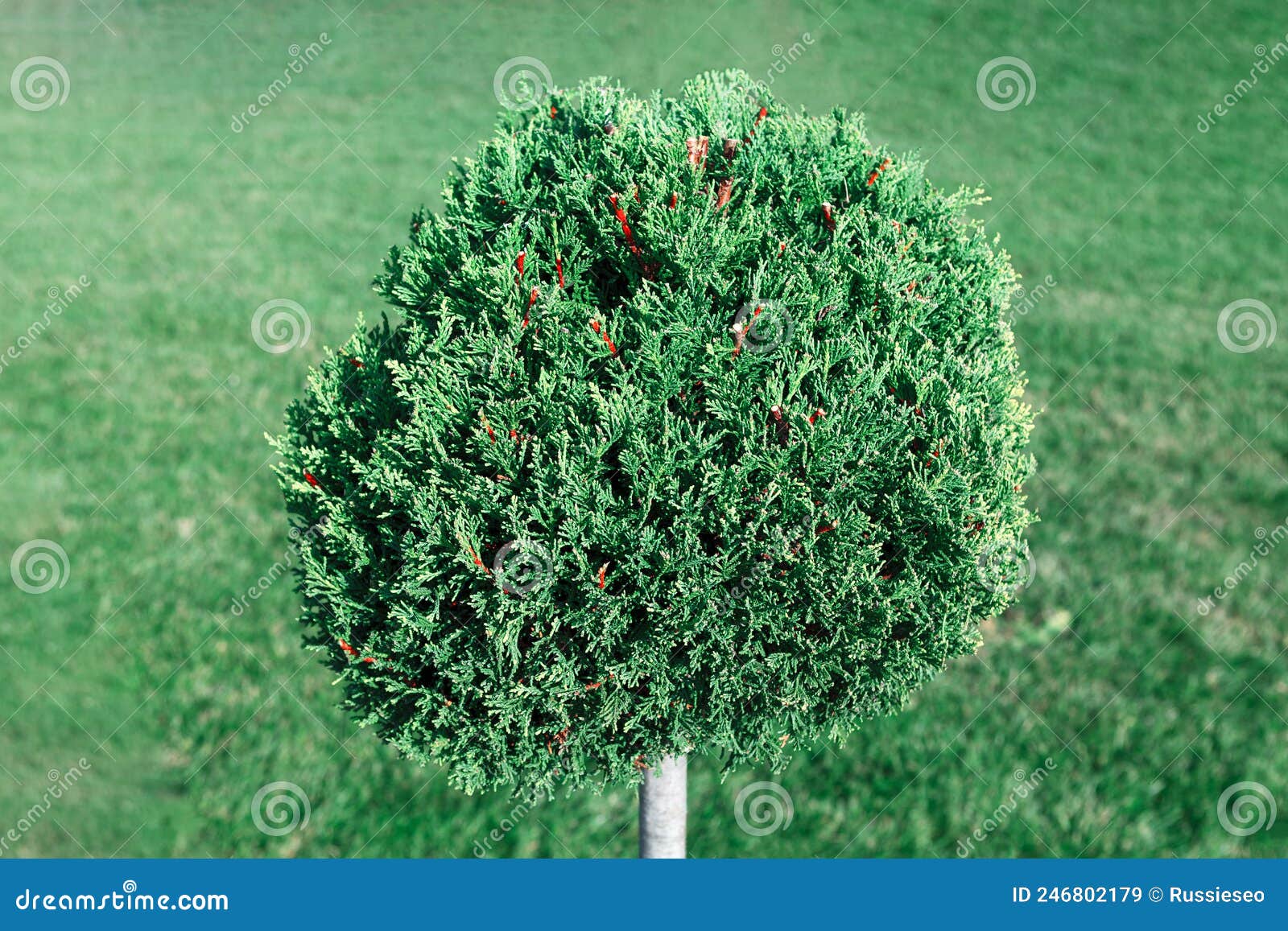 Round Shrub stock image. Image of environment, plant - 246802179