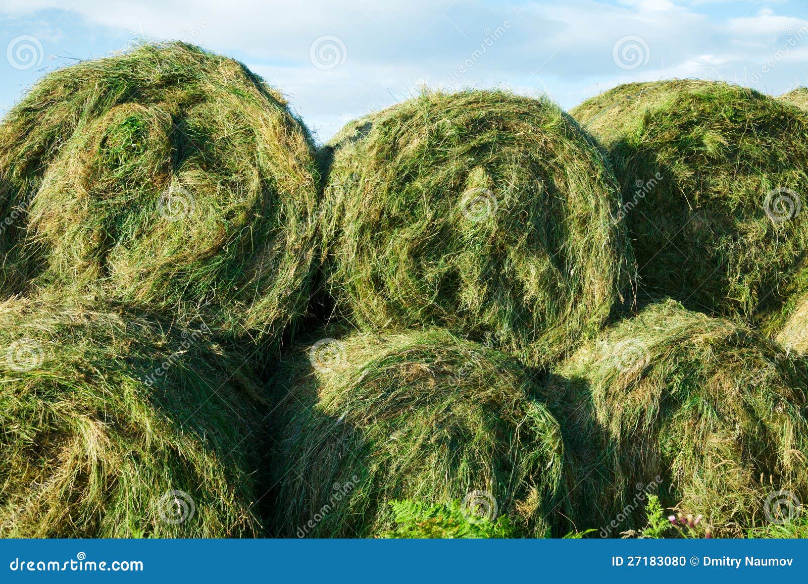 Round silage bales stock photo. Image of food, preservation - 27183080