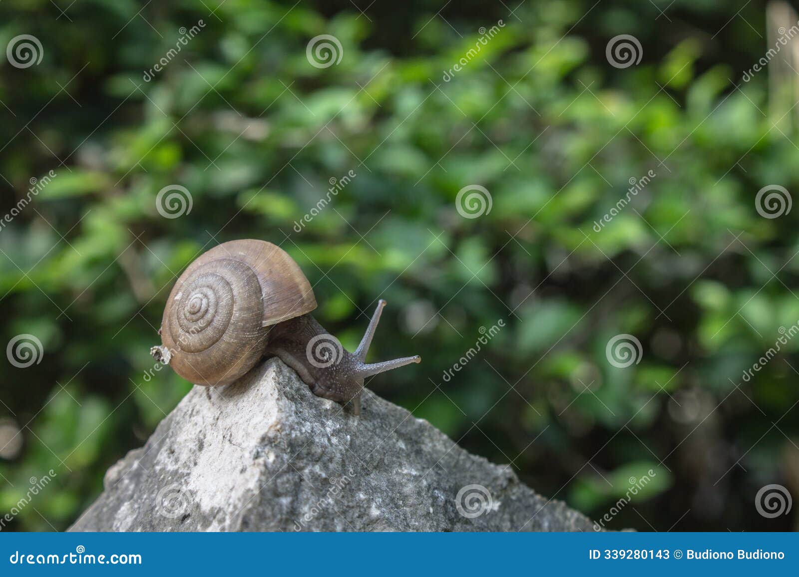 A round snail on a rock stock image. Image of invertebrate - 339280143