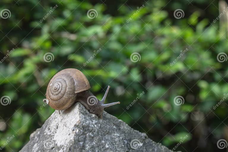A round snail on a rock stock image. Image of invertebrate - 339280143