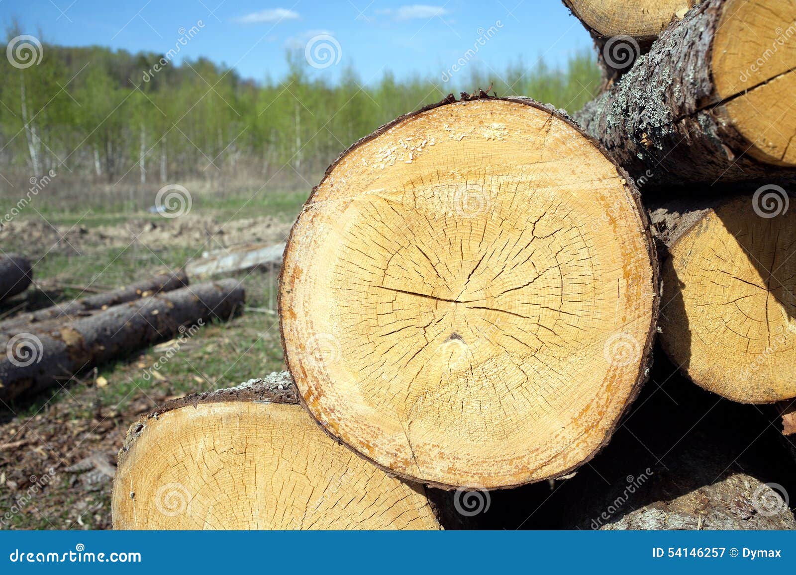 Round Stacked Sawed Pine Logs in a Pile Closeup Stock Image - Image of ...