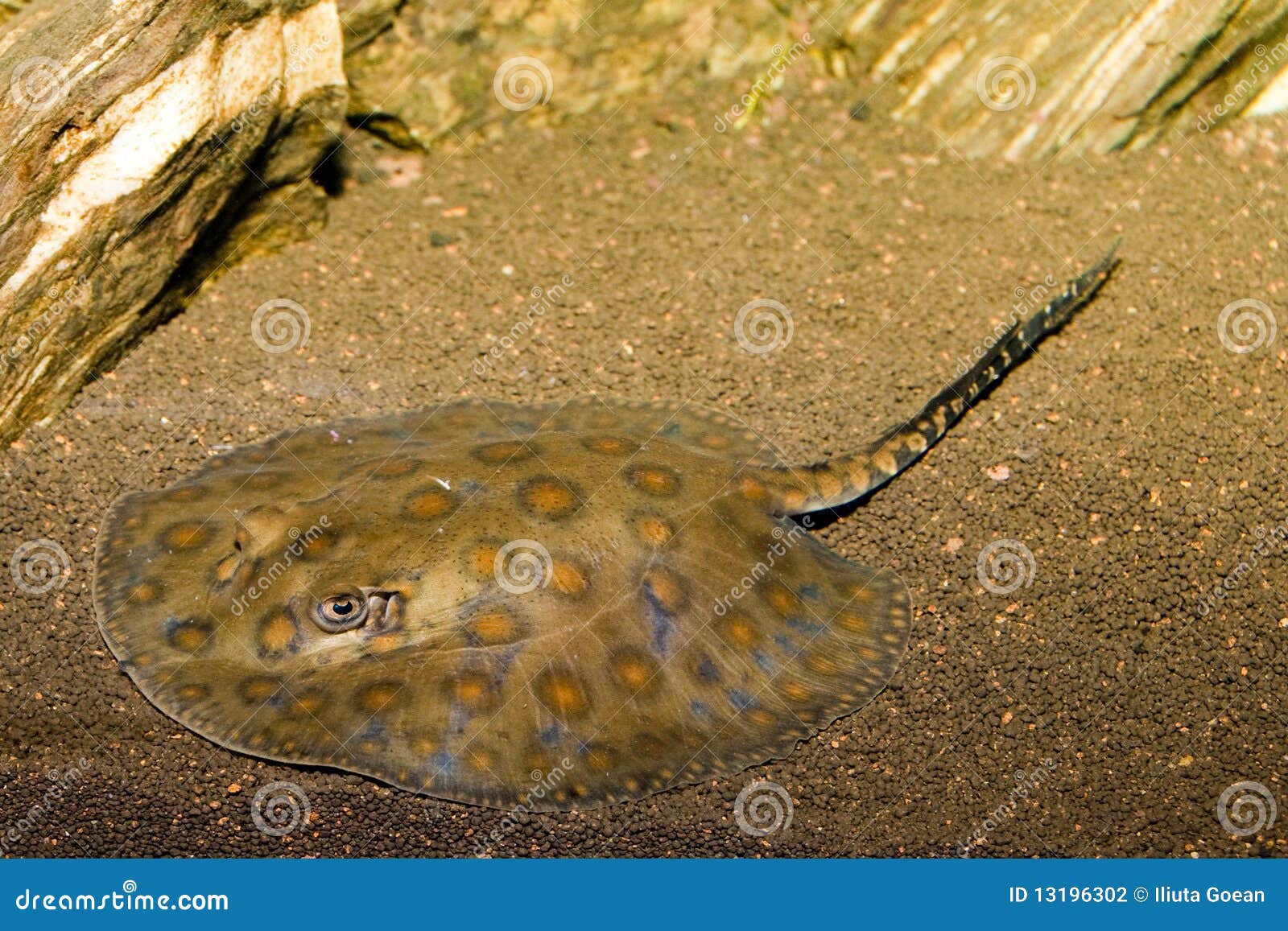 Round Stingray in Aquarium stock photo. Image of california - 13196302