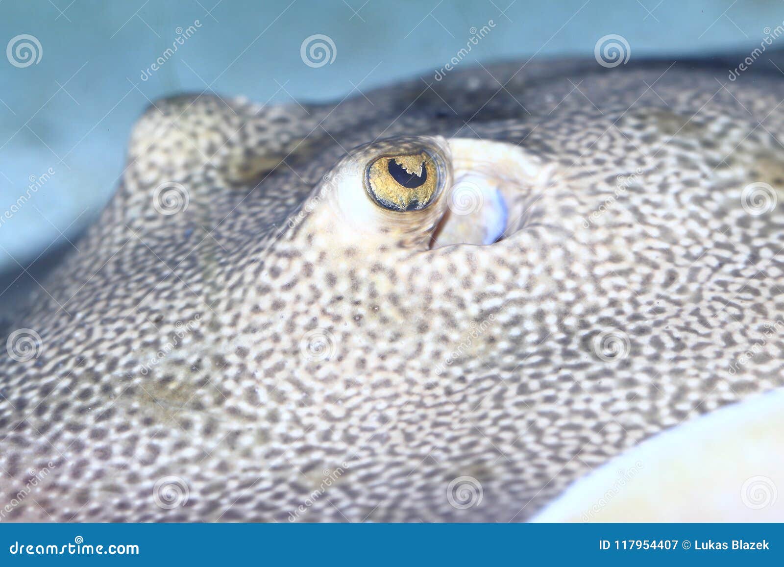 Round stingray stock image. Image of halleri, round - 117954407