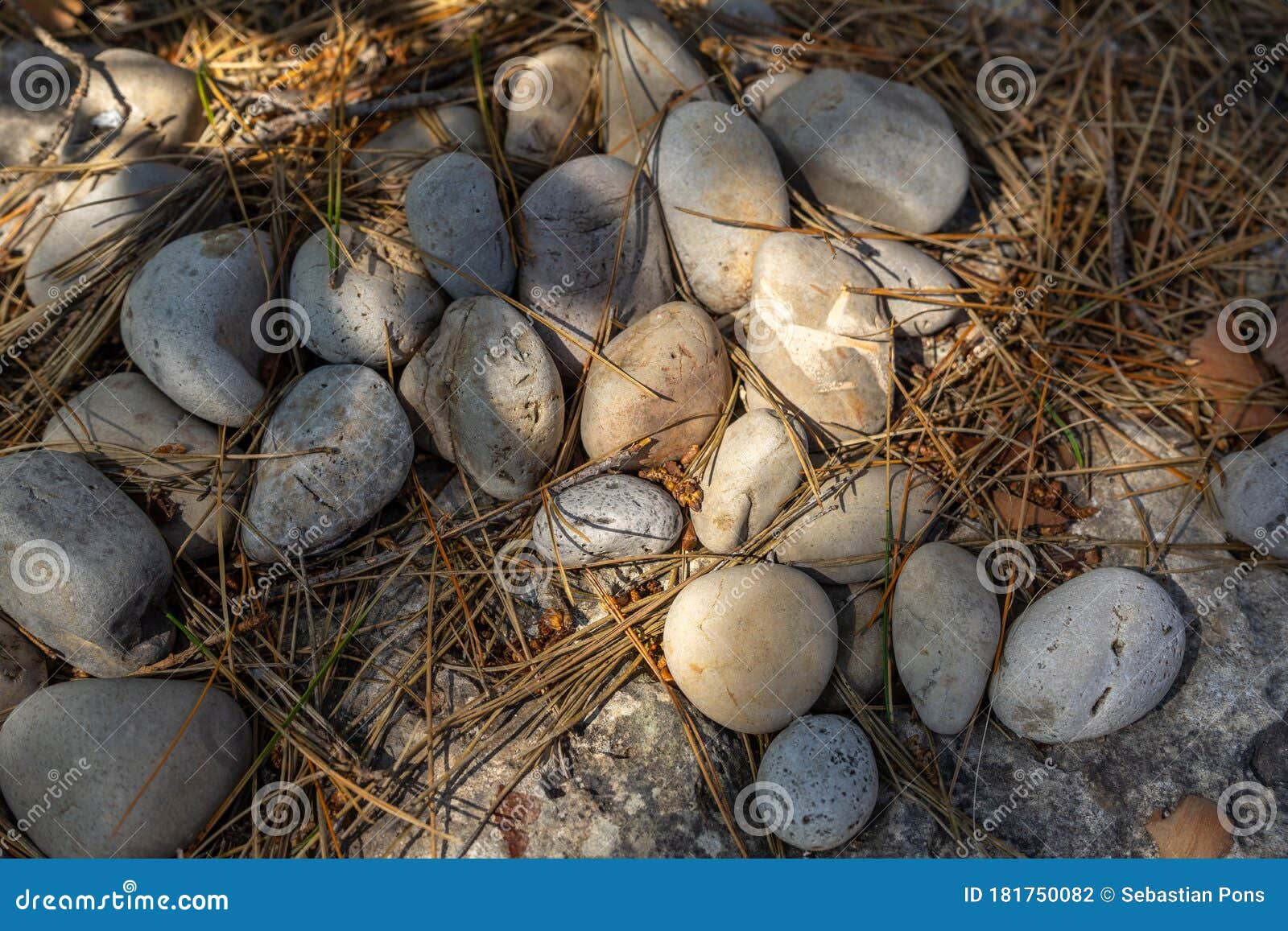 ROUND STONES on PINE LEAVES and SHADOWS Stock Photo - Image of ...
