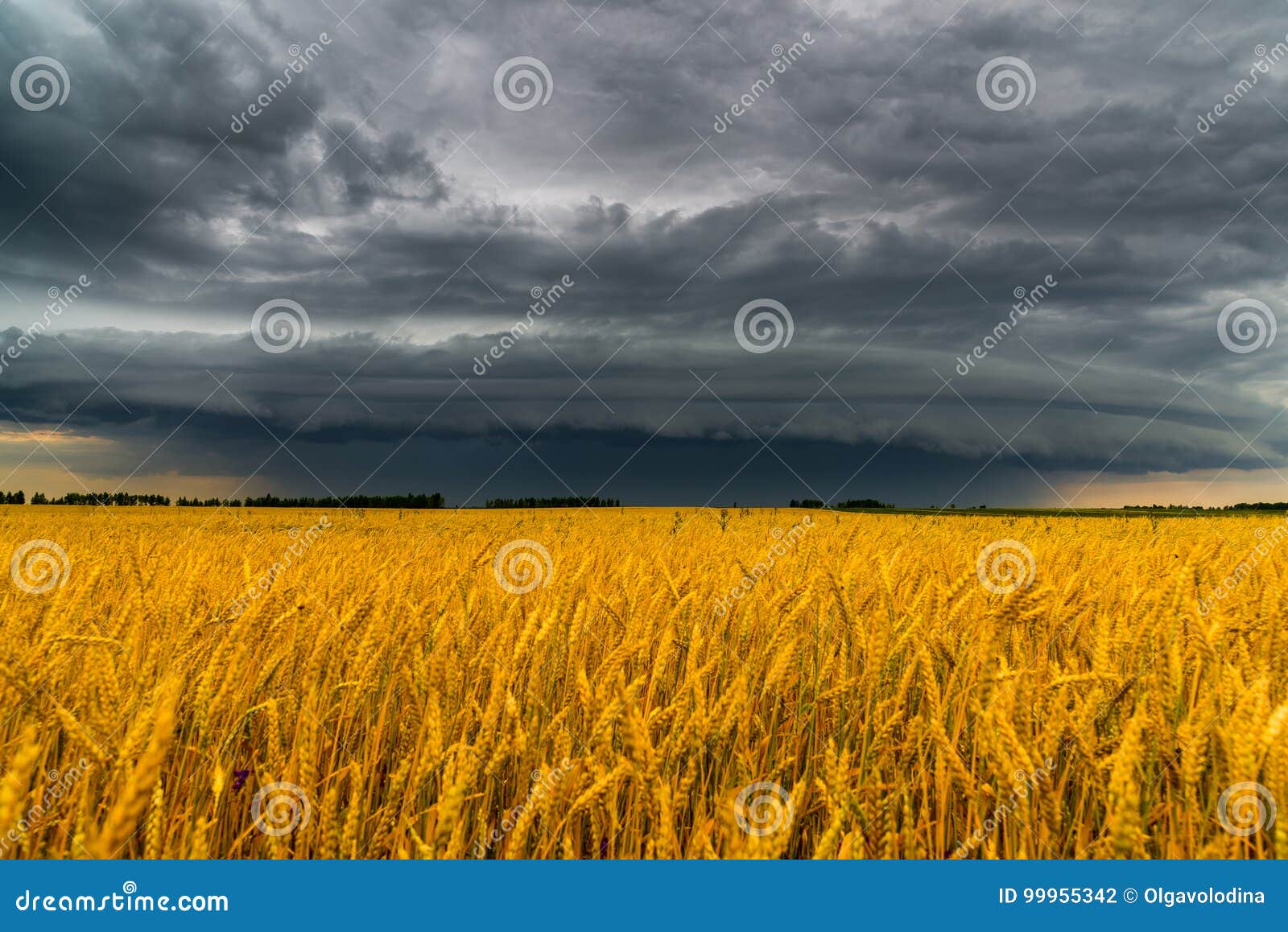 Round Storm Cloud Over a Wheat Field. Russia Stock Photo - Image of ...