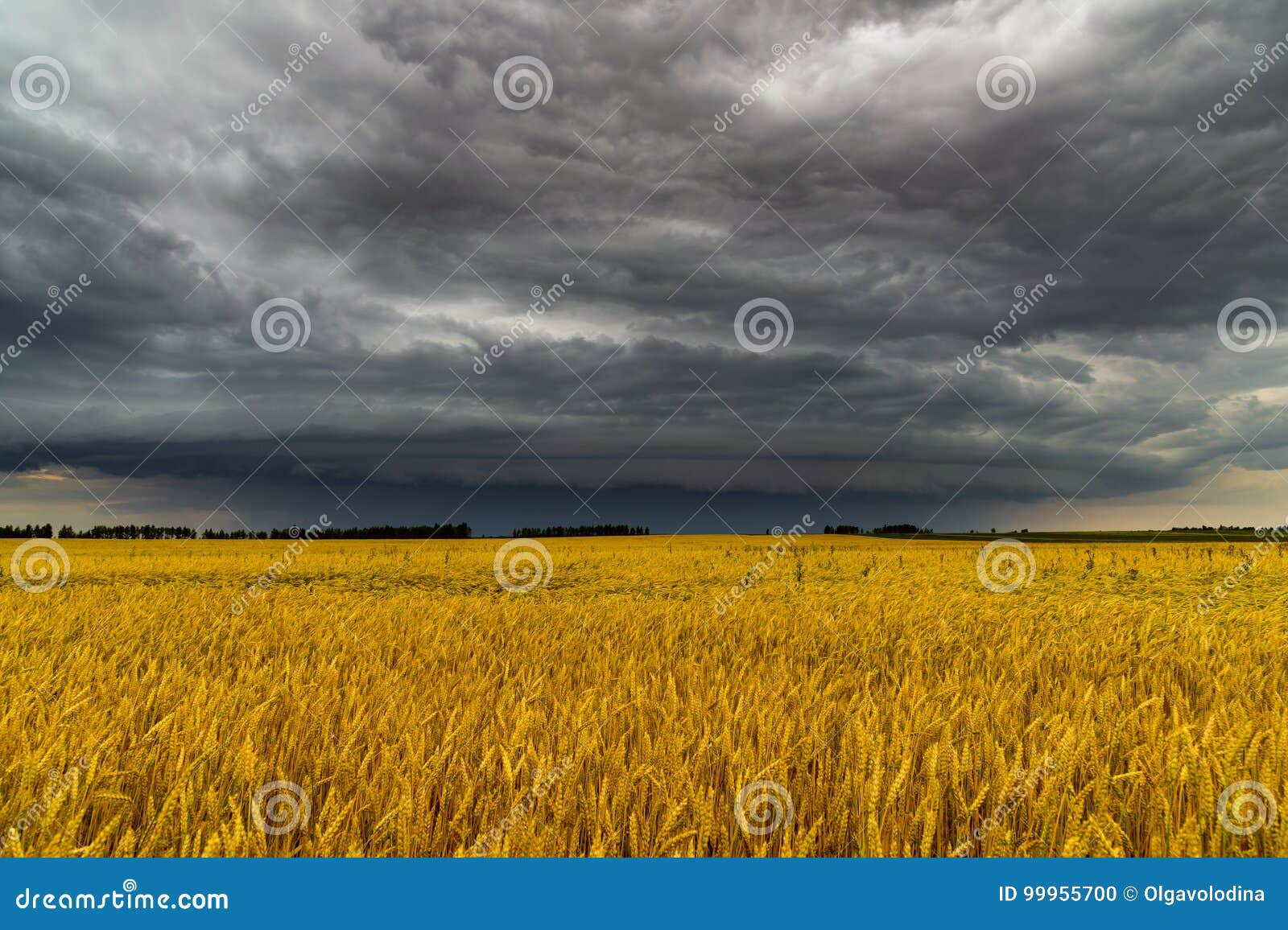 1,024 Rain Storm Over Wheat Field Stock Photos - Free & Royalty-Free ...