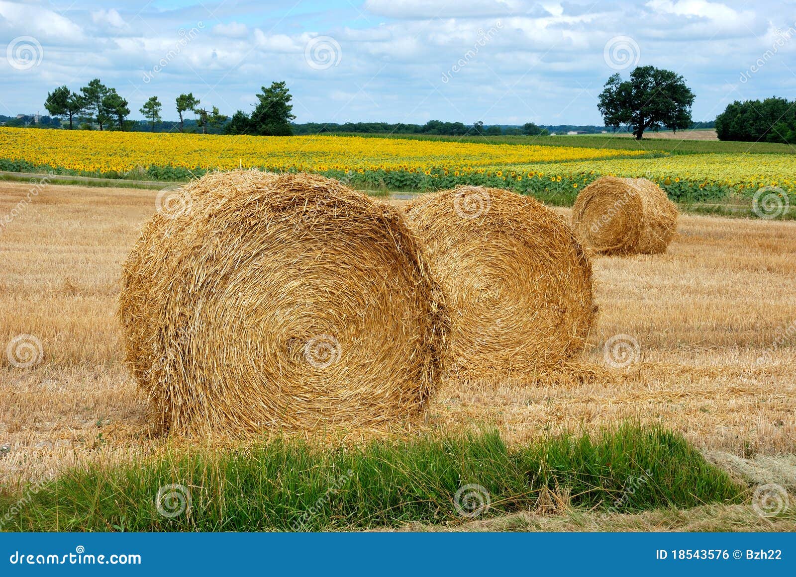 Round straw bales stock photo. Image of agricultural - 18543576