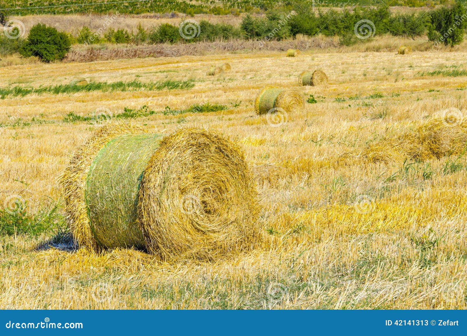 Round Straw bales on field stock image. Image of field - 42141313