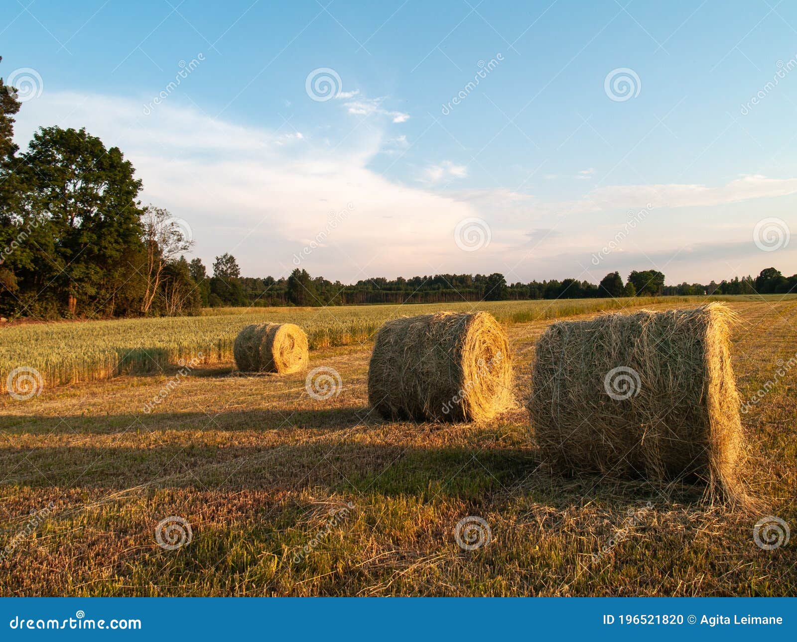Round Straw Bales in Harvested Fields Stock Photo - Image of outdoor ...