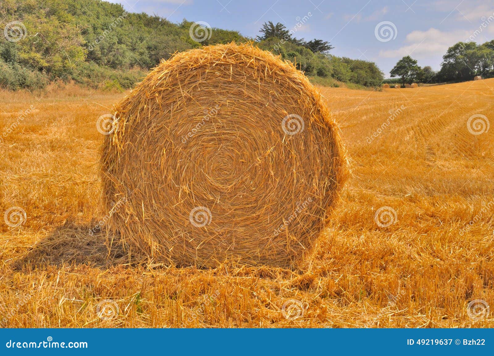Round straw bales stock image. Image of farming, seasonal - 49219637