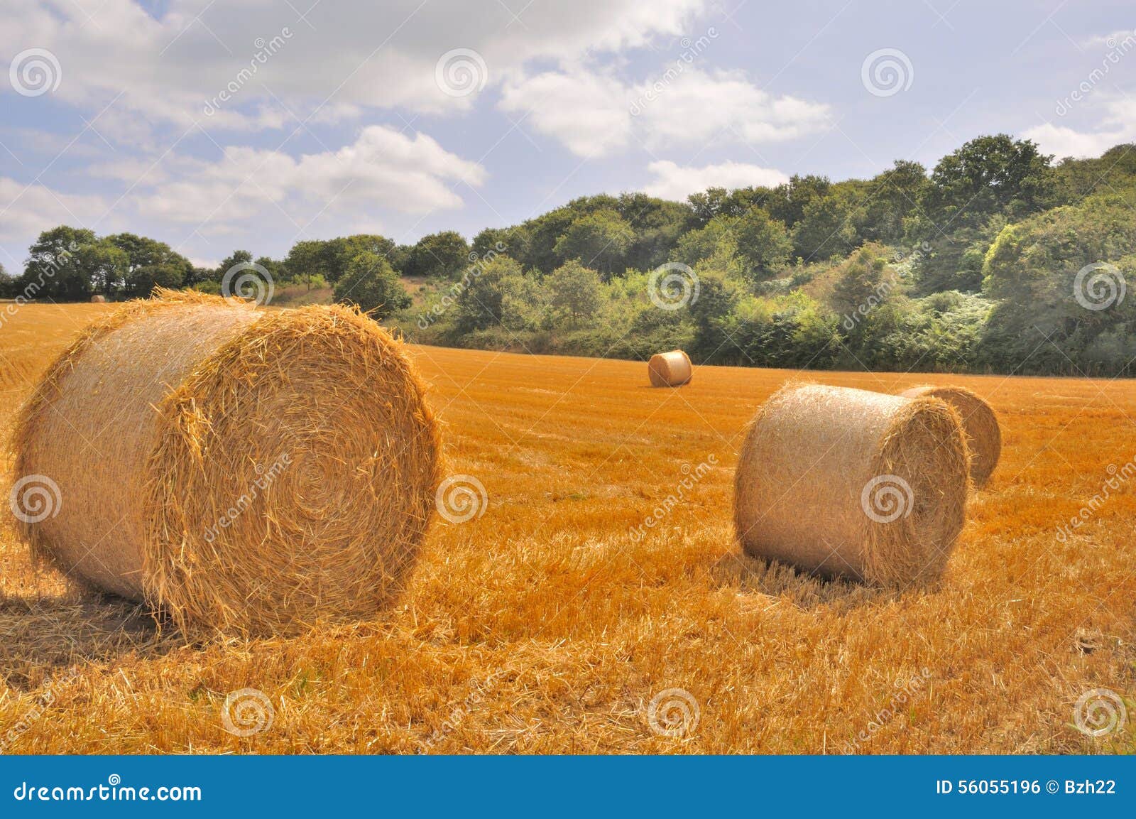 Round straw bales stock photo. Image of harvest, summer - 56055196