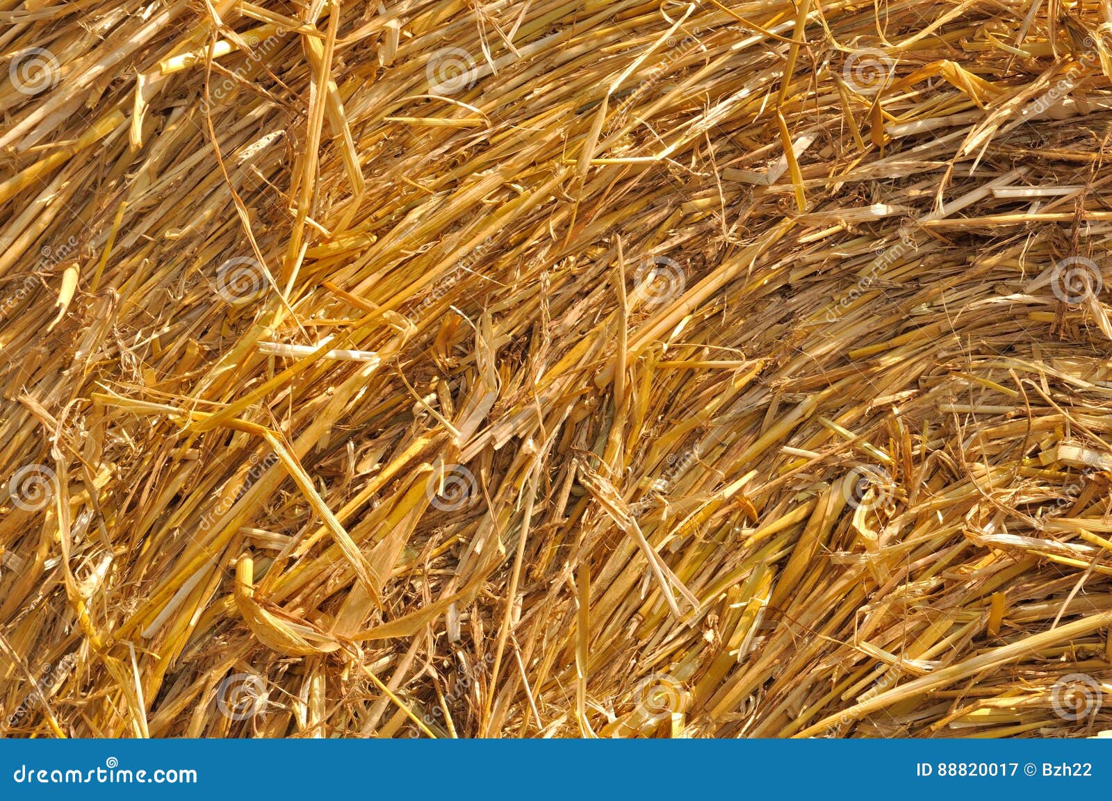 Round straw bales stock image. Image of straw, harvest - 88820017