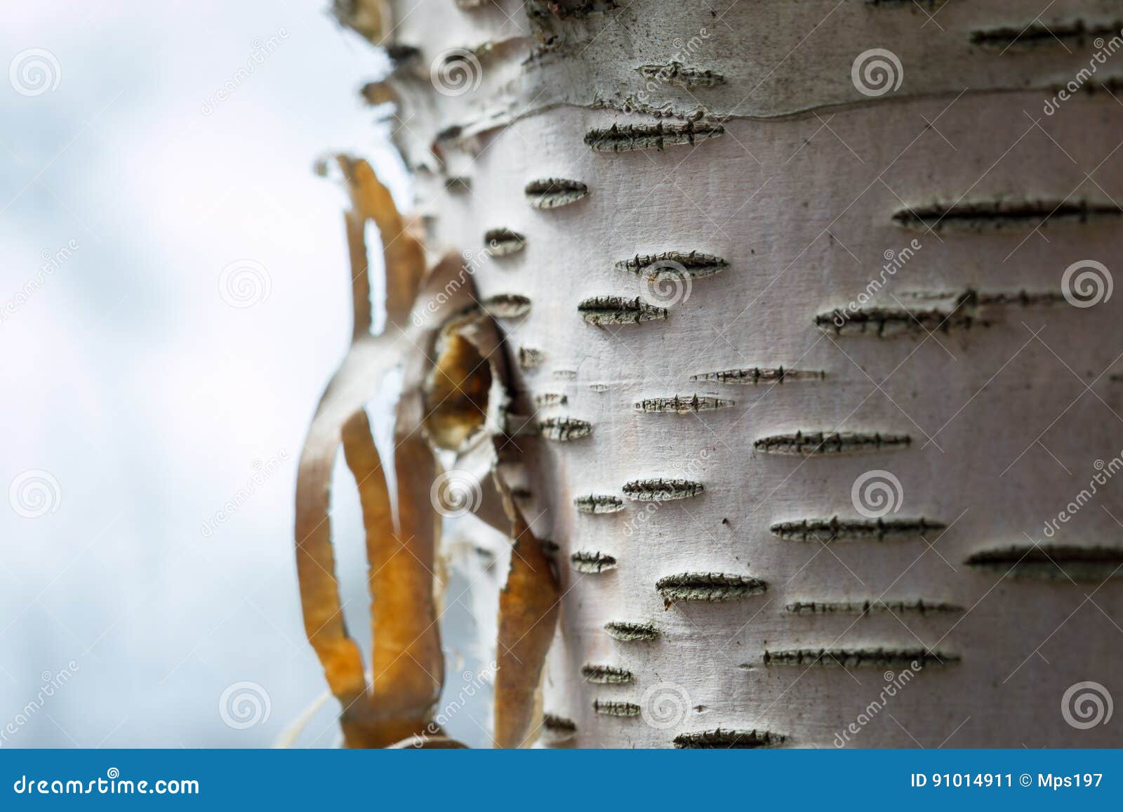 Round Striped Surface of Birch Trunk Stock Image - Image of soft, tree ...