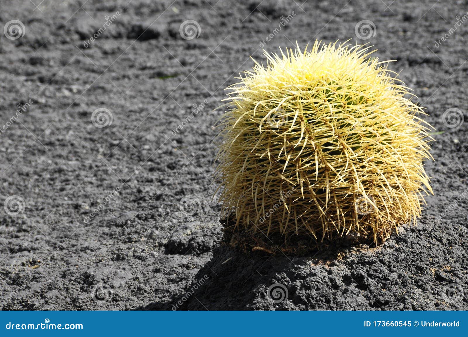 Round Succulent Plant stock image. Image of flora, lanzarote - 173660545