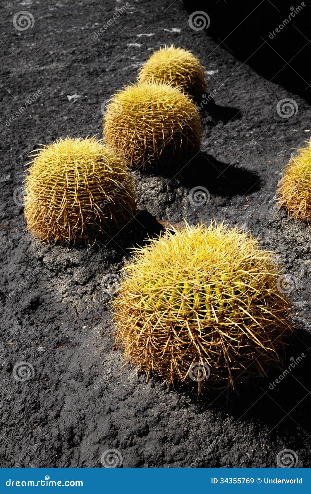 Round Succulent Plant stock image. Image of road, sharp - 34355769