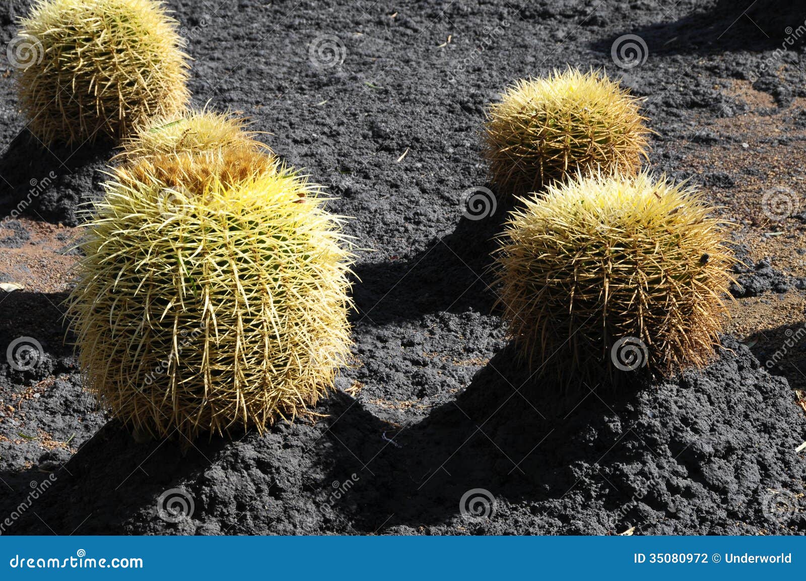 Round Succulent Plant stock photo. Image of desert, food - 35080972
