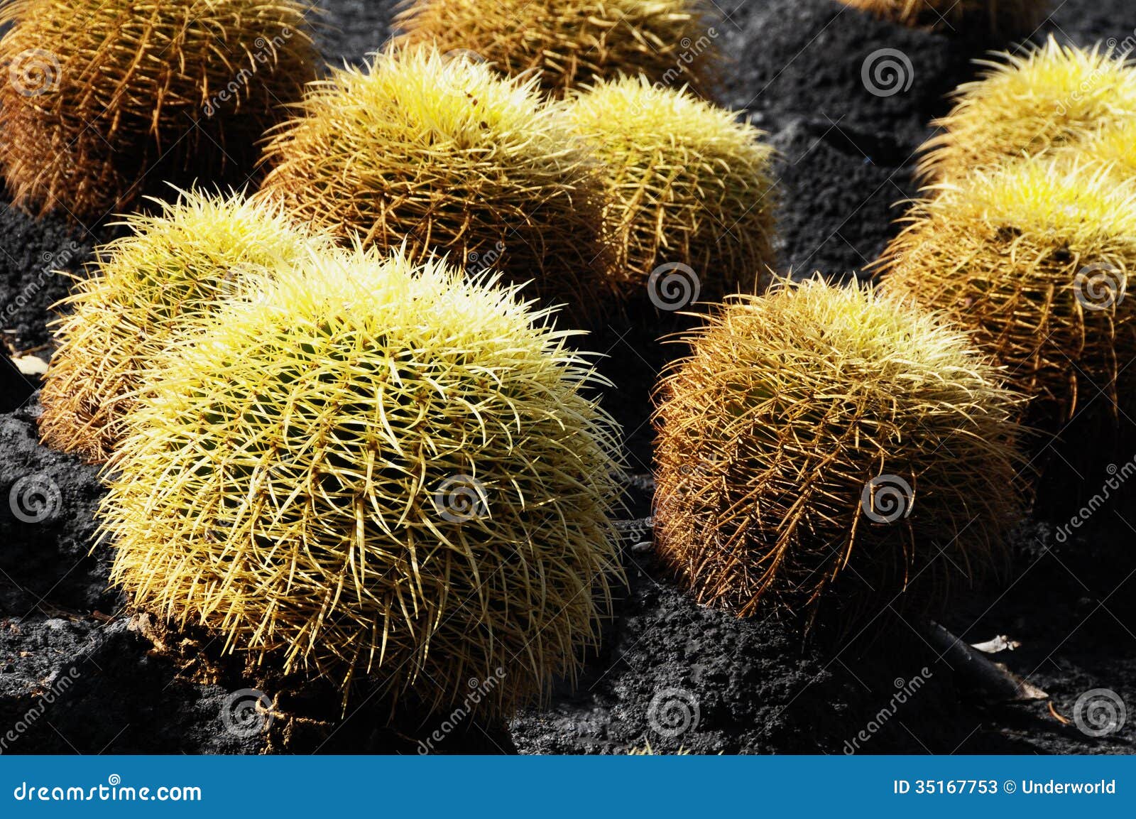 Round Succulent Plant stock image. Image of growth, cactaceae - 35167753