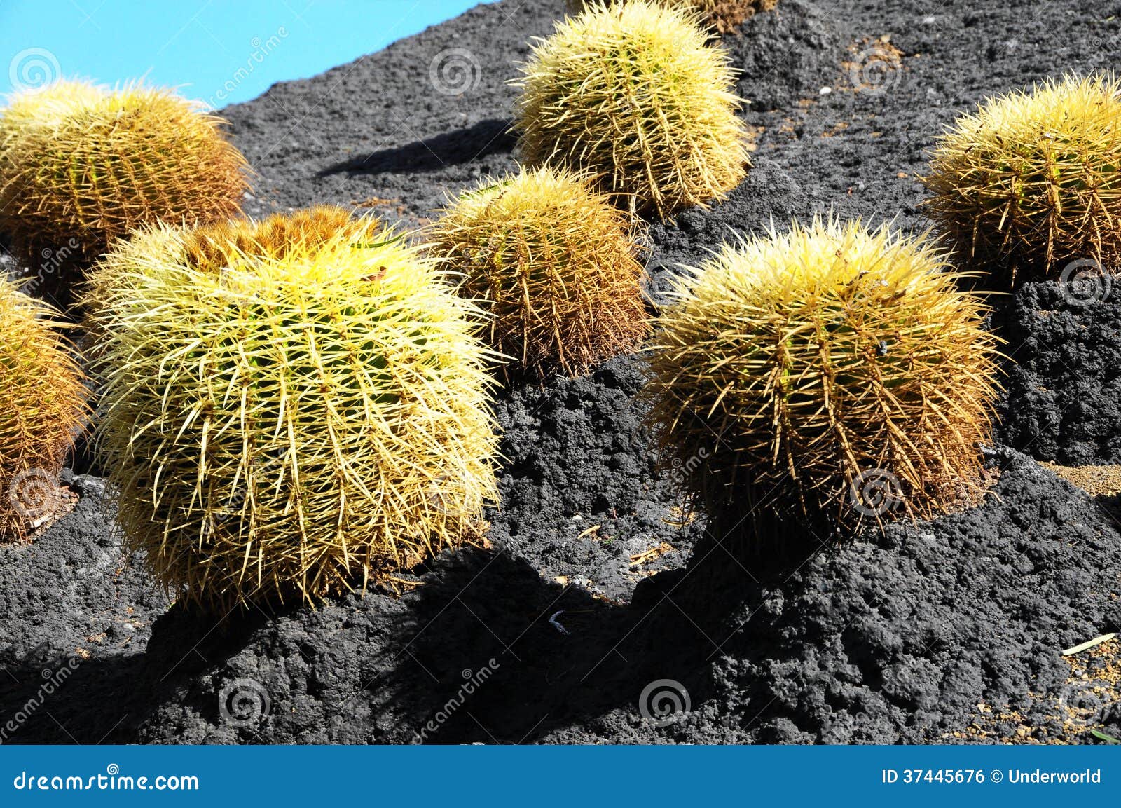 Round Succulent Plant stock photo. Image of garden, food - 37445676