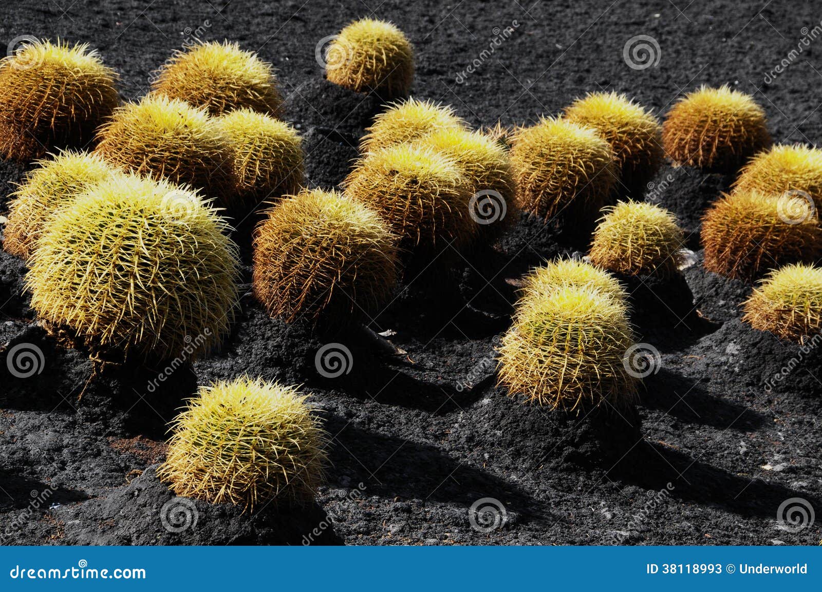 Round Succulent Plant stock image. Image of plant, road - 38118993